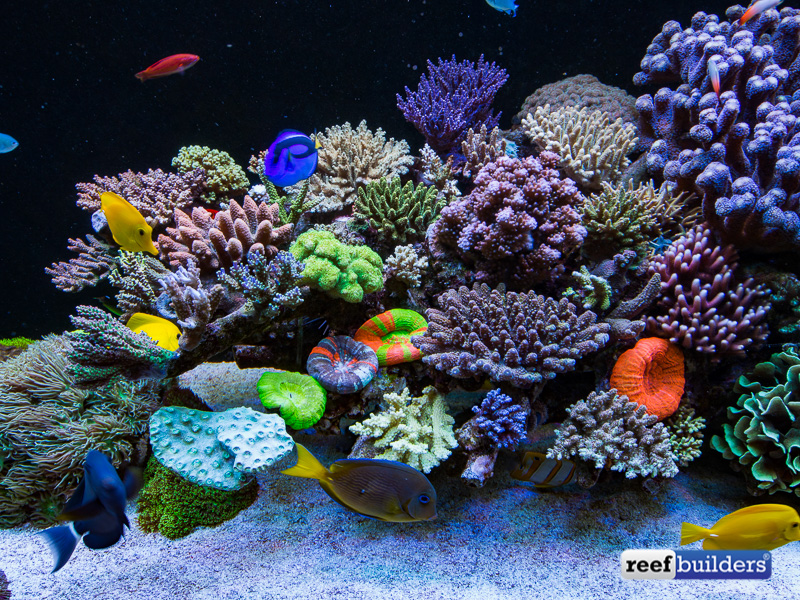 Wesley Vreeswijk is the Ultimate Reefing Control Freak | Reef Builders ...