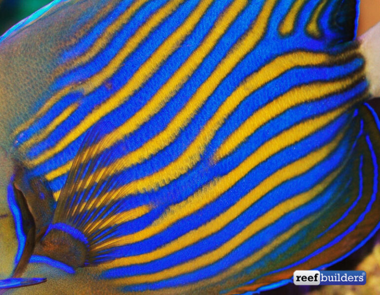 This Hybrid of Emperor and Annularis Angelfish is Downright Jawdropping ...