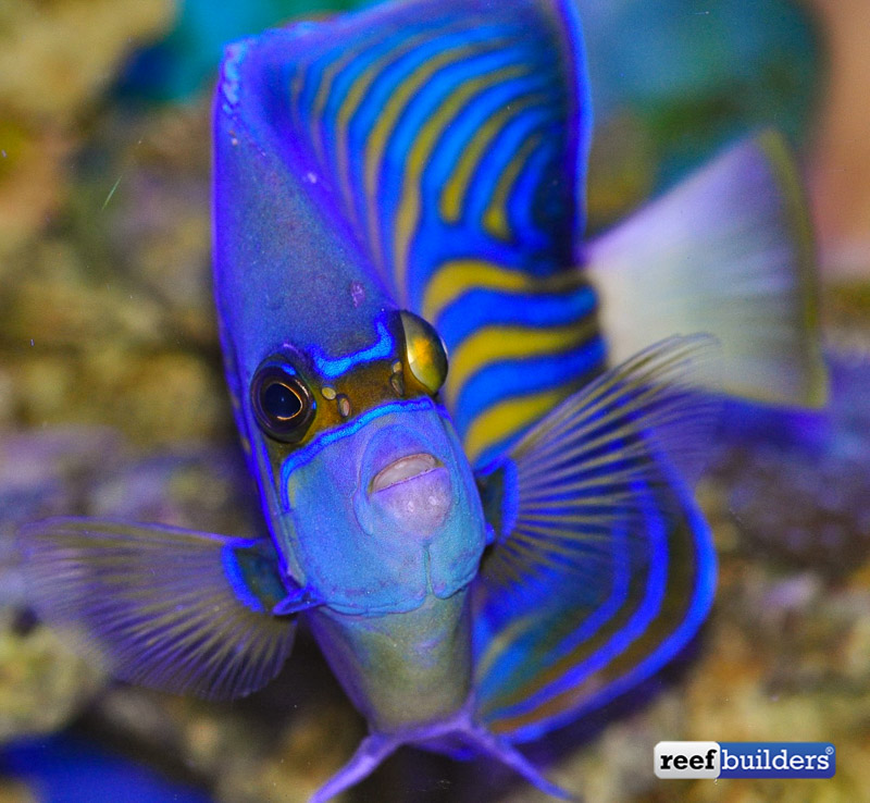 This Hybrid of Emperor and Annularis Angelfish is Downright Jawdropping ...