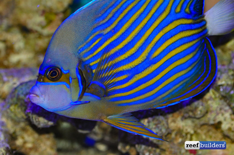 This Hybrid of Emperor and Annularis Angelfish is Downright Jawdropping ...