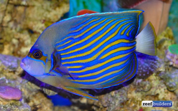 This Hybrid of Emperor and Annularis Angelfish is Downright Jawdropping ...