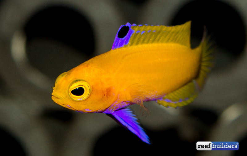 Captive Bred Royal Grammas Coming Soon to Australia | Reef Builders ...