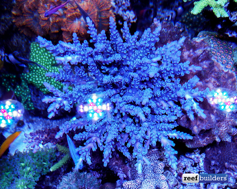 Turbocharge your BLUE Stony Corals with 370nm UV Spotlights | Reef ...