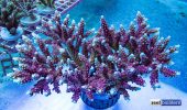 The Pink Cadillac Acro Looks Great at Any Size | Reef Builders | The ...