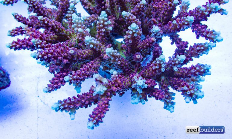 The Pink Cadillac Acro Looks Great at Any Size | Reef Builders | The ...