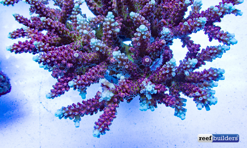 The Pink Cadillac Acro Looks Great at Any Size | Reef Builders | The ...