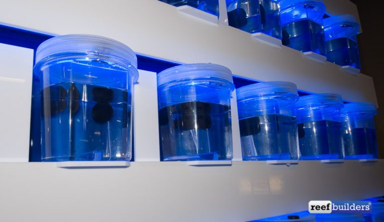 Pro Clear Aquatics’ Groundbreaking Grab ‘N Go Retail Livestock Display ...