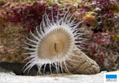 Sphenopus exilis is a New Species of Zoanthid Unlike Any Other | Reef ...