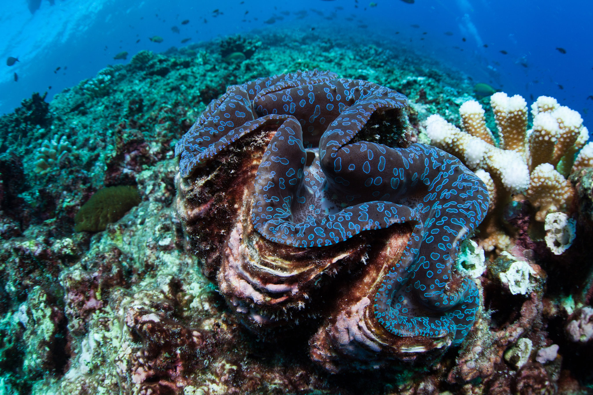 This “zombie” reef is coming back to life | Reef Builders | The Reef ...