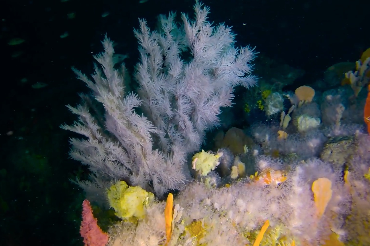 First video of unexplored reef off Tasmania’s east coast | Reef ...