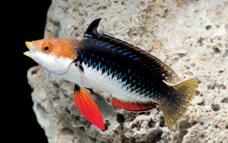 Cirrhilabrus hygroxerus, the Monsoon Fairy Wrasse Officially Described ...