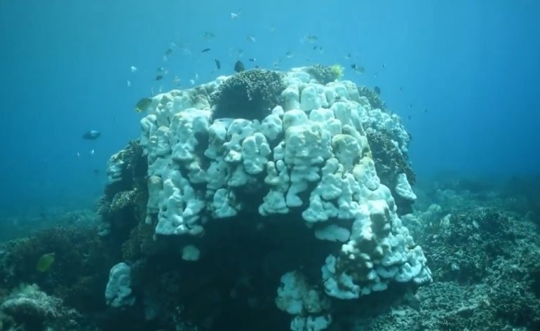 Video shows the effects of coral bleaching in Bali Indonesia | Reef ...