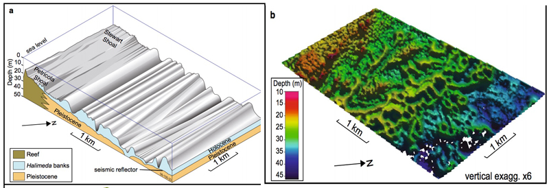 Vast Halimeda ‘Bioherm Reef’ Discovered Behind the Great Barrier Reef | Reef Builders | The Reef ...