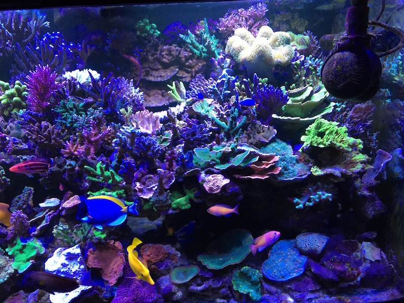 Jumpstarting a reef tank after a long break | Reef Builders | The Reef ...