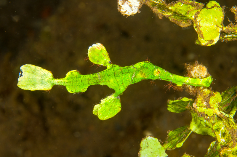 Vast Halimeda ‘Bioherm Reef’ Discovered Behind the Great Barrier Reef ...