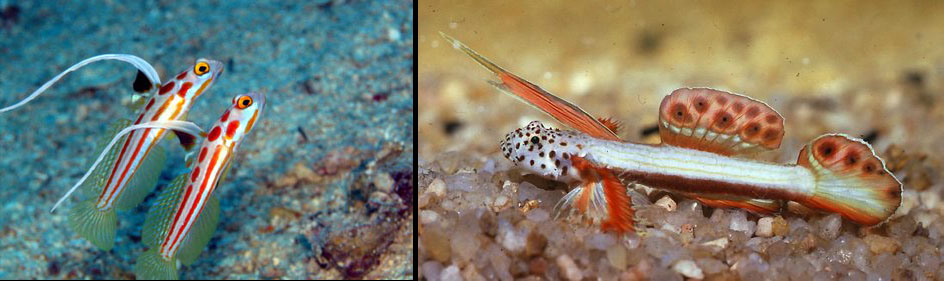 Awesome Fish Spotlight: The Catalina Goby | Reef Builders | The Reef ...
