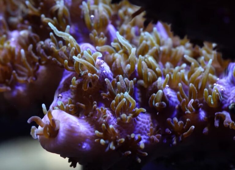 You’ve Never Seen Acropora Like This Before | Reef Builders | The Reef ...