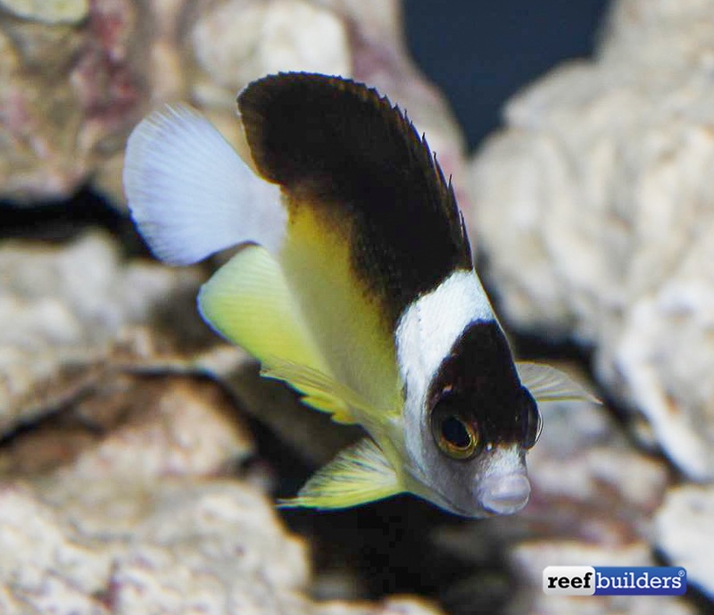 Centropyge abei, Close Up With This Rare Deep Water Angelfish | Reef ...