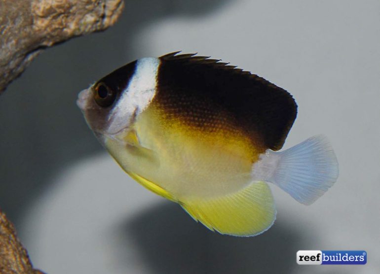 Centropyge abei, Close Up With This Rare Deep Water Angelfish | Reef ...
