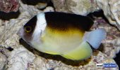 Centropyge abei, Close Up With This Rare Deep Water Angelfish | Reef ...