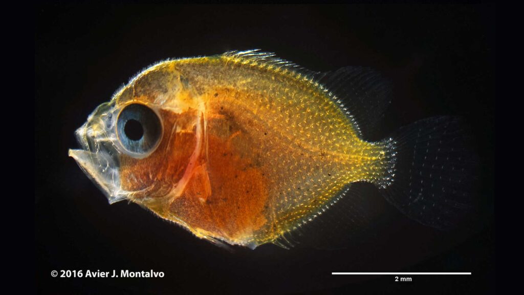 Captive Bred Potter’s Angelfish Proven Possible by Rising Tide | Reef ...