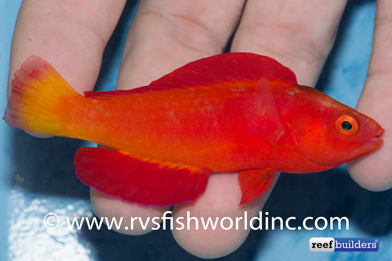 Cherry Fairy Wrasse is an Exciting New Cirrhilabrus from the ...