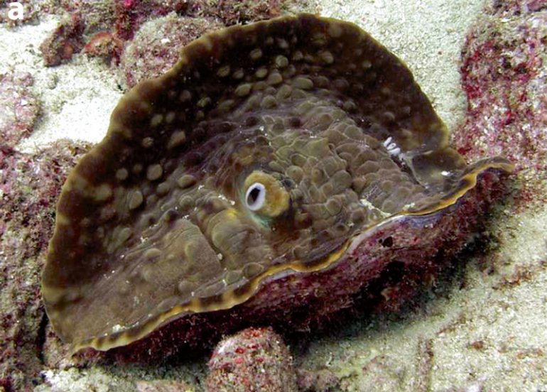 Devil Clam Discovered Living In New Caledonia | Reef Builders | The ...