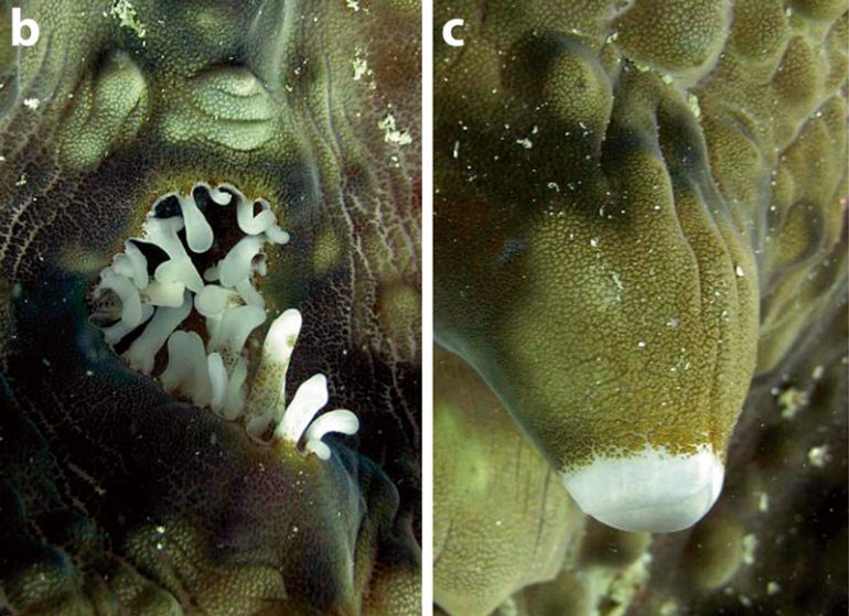 Devil Clam Discovered Living In New Caledonia | Reef Builders | The ...
