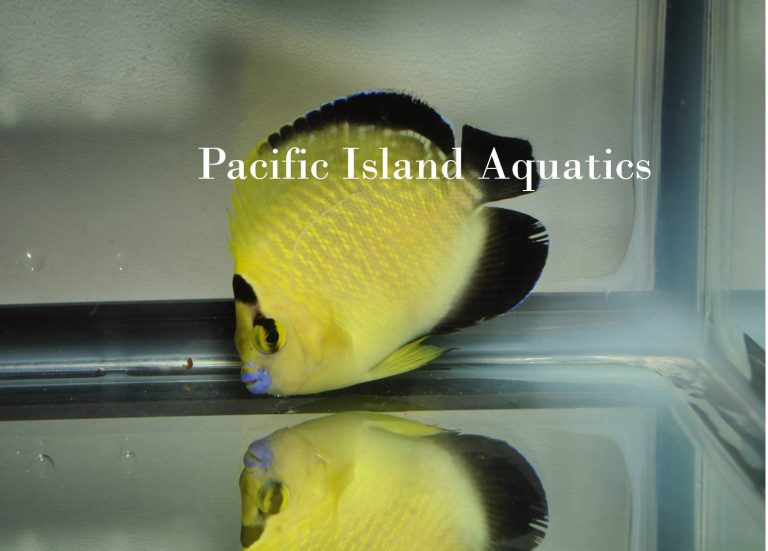Goldflake x Griffis Angelfish Hybrid From Pacific Island Aquatics ...
