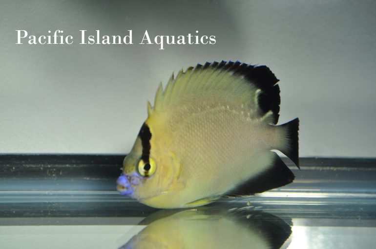 Goldflake x Griffis Angelfish Hybrid From Pacific Island Aquatics ...