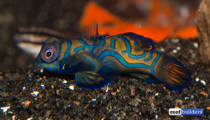 Captive Bred Mandarin Goby from Biota Aquariums | Reef Builders | The Reef and Saltwater ...