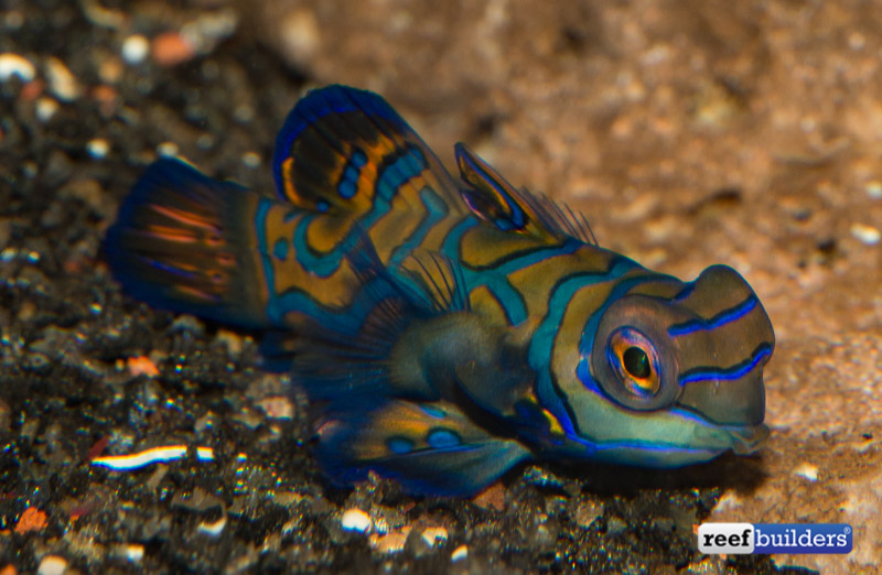 Captive Bred Mandarin Goby from Biota Aquariums | Reef Builders | The ...