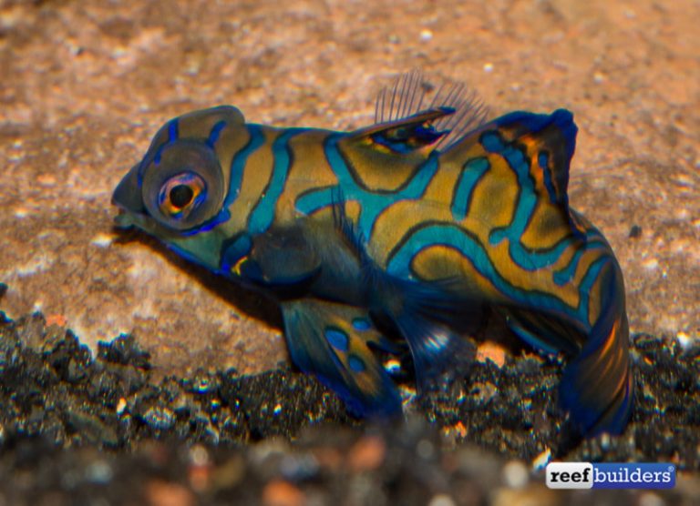 Captive Bred Mandarin Goby from Biota Aquariums | Reef Builders | The Reef and Saltwater ...
