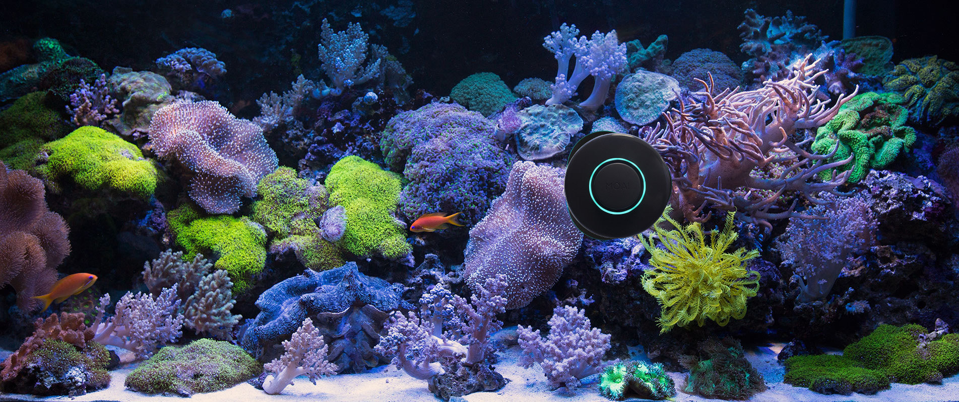 MOAI Robotic Aquarium Glass Cleaner & Camera | Reef Builders | The Reef ...