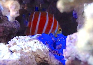 Tag: peppermint angelfish | Reef Builders | The Reef and Saltwater ...