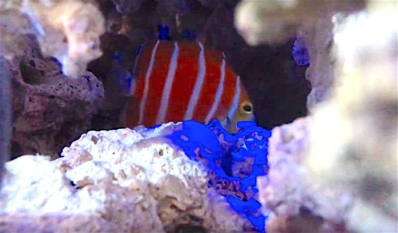 Tantalizing Video Clip Of A Luscious Peppermint Angelfish | Reef ...