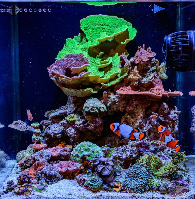 Teenyreef’s impeccable 10 gallon reef tank | Reef Builders | The Reef ...