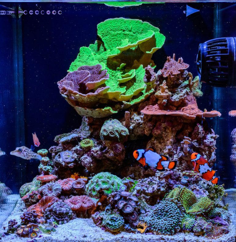 Teenyreef’s impeccable 10 gallon reef tank | Reef Builders | The Reef ...