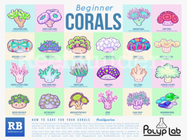 Come See Us at MACNA To Get Your Free Beginner Corals Poster | Reef ...