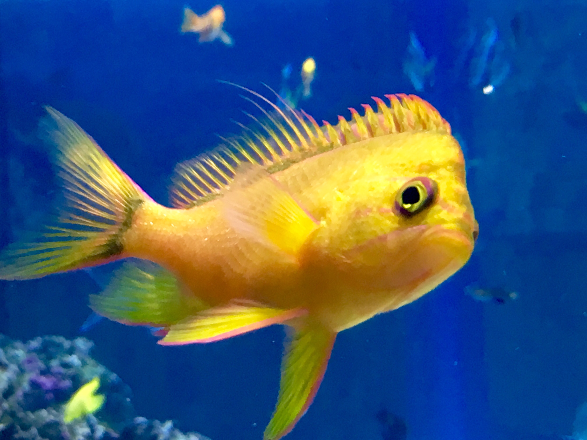 Reef Tanks of Instagram are Beauty Magazines all over again | Reef ...