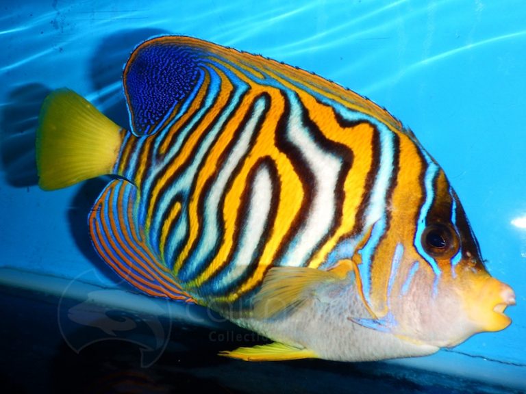 Cairns Marines Discovers the Ultimate Scribbled Regal Angelfish | Reef Builders | The Reef and ...