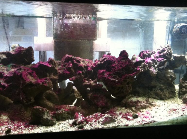 What is Red Slime and How to Avoid It | Reef Builders | The Reef and ...