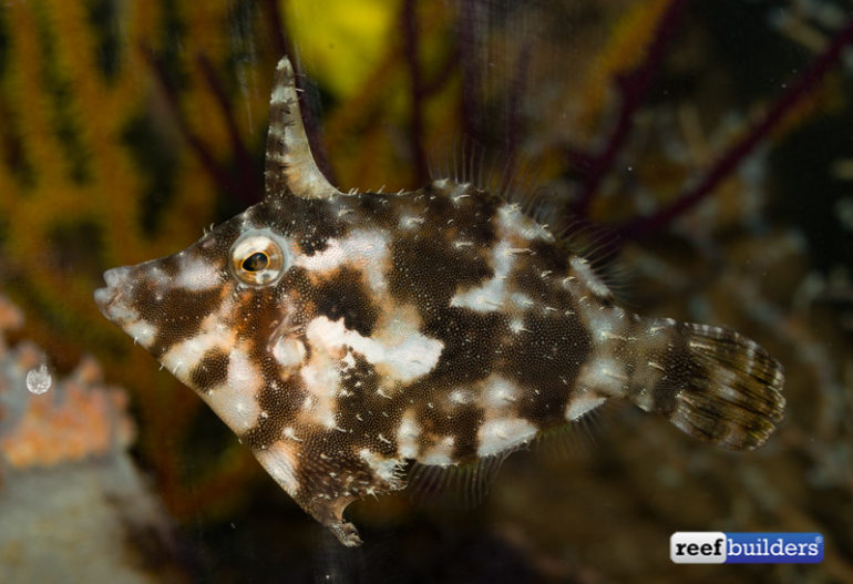 Biota’s Bristletail Filefish are TRAINED to Eat Aiptasia! | Reef ...
