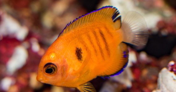 Resplendent Angelfish, Centropyge resplendens: HD video of a captive ...