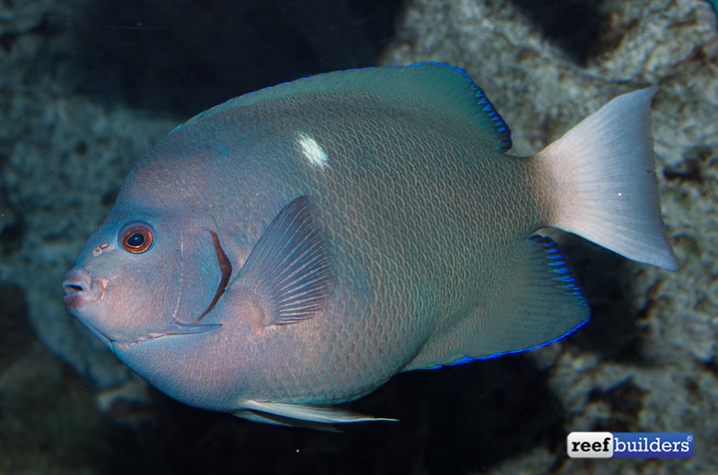 Clipperton Angelfish Still Going Strong at the Aquarium of the Pacific ...
