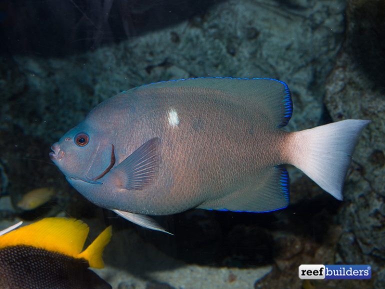 Clipperton Angelfish is a True Micro Endemic Marine Fish | Reef ...