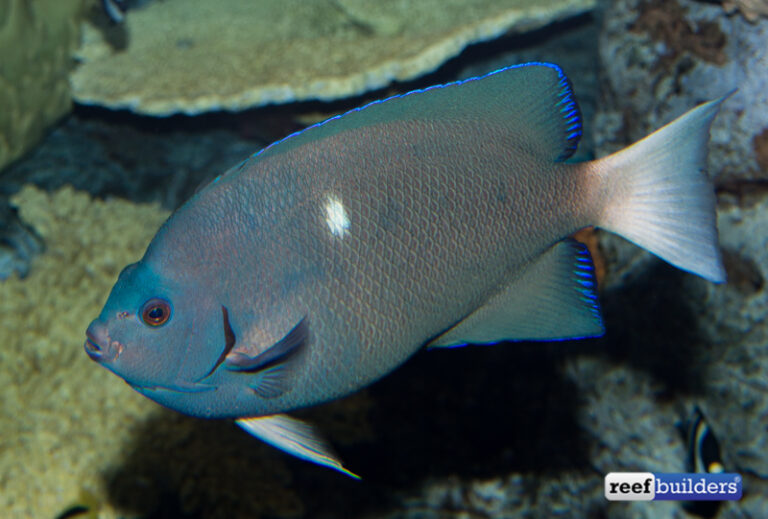 Clipperton Angelfish Still Going Strong at the Aquarium of the Pacific ...