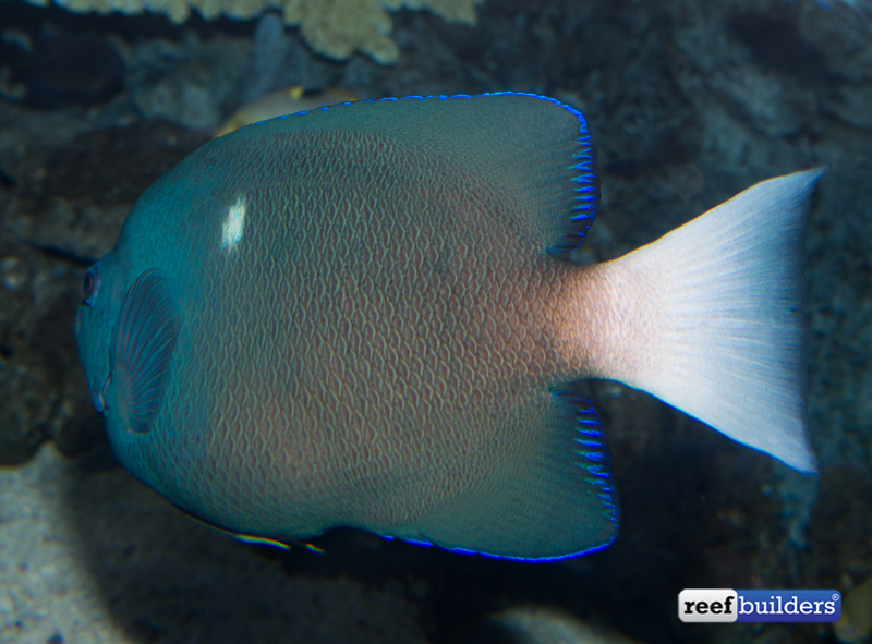 Clipperton Angelfish Still Going Strong at the Aquarium of the Pacific ...