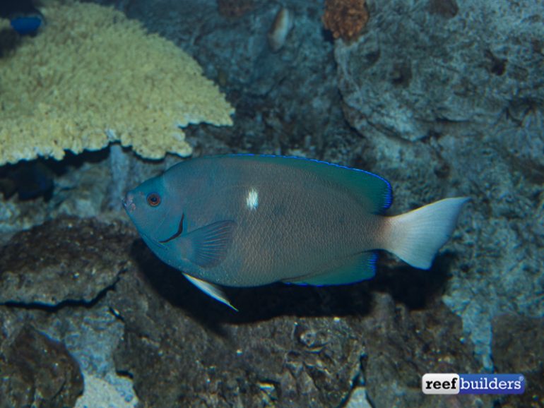 Clipperton Angelfish Still Going Strong at the Aquarium of the Pacific ...