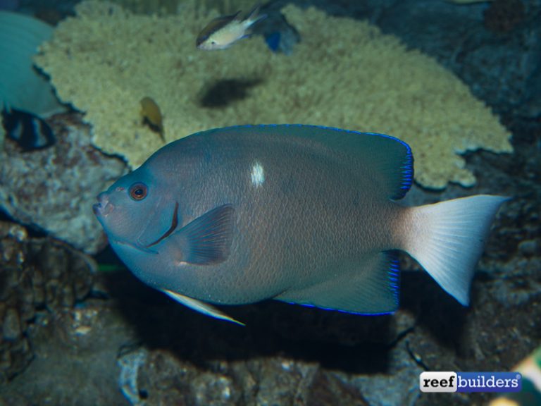 Clipperton Angelfish Still Going Strong at the Aquarium of the Pacific ...